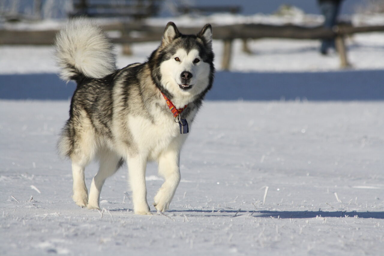 A Complete Guide to Alaskan Malamute Coat Colors 2022 - The Malamute Mom