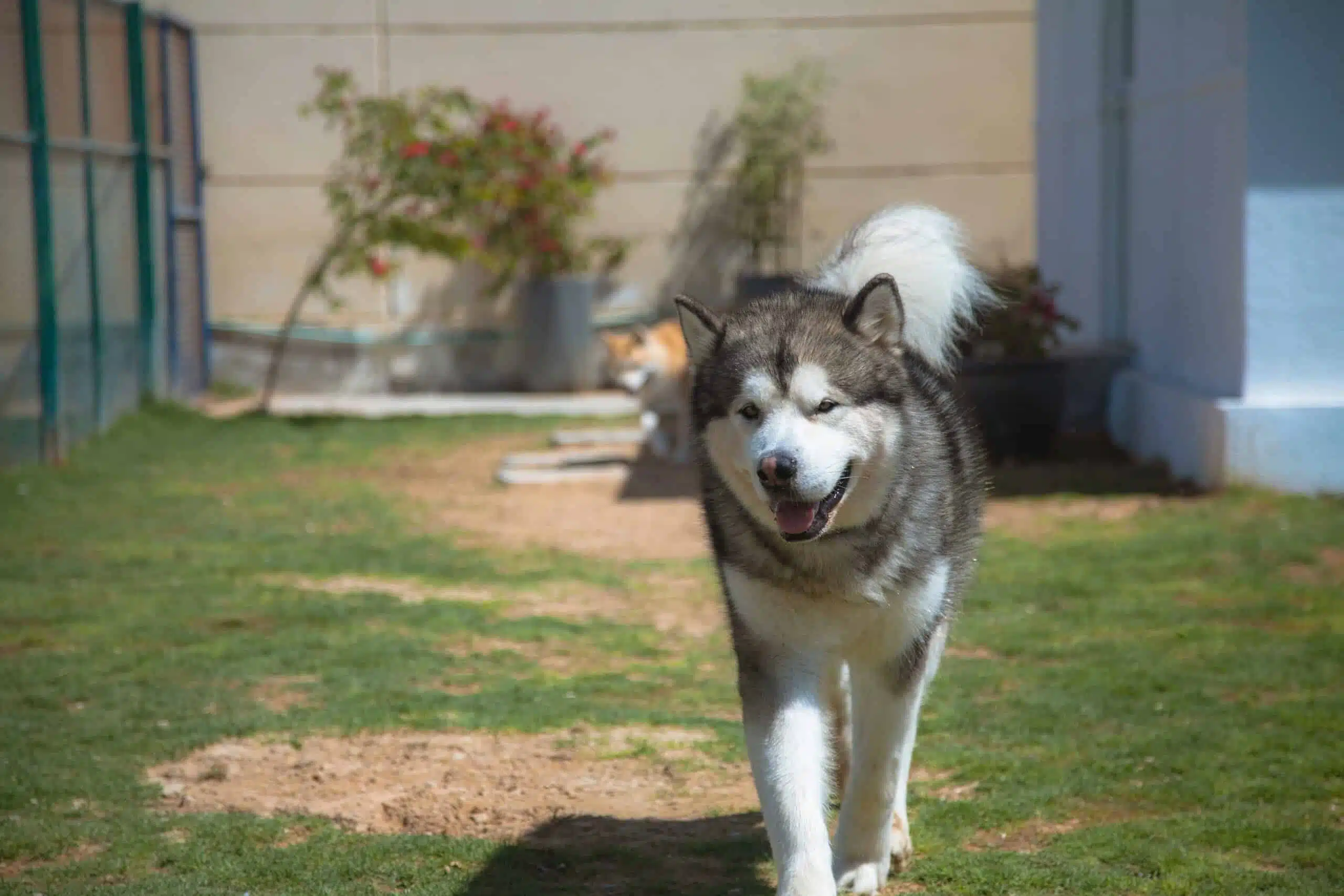 Are Alaskan Malamutes Hearding Dogs