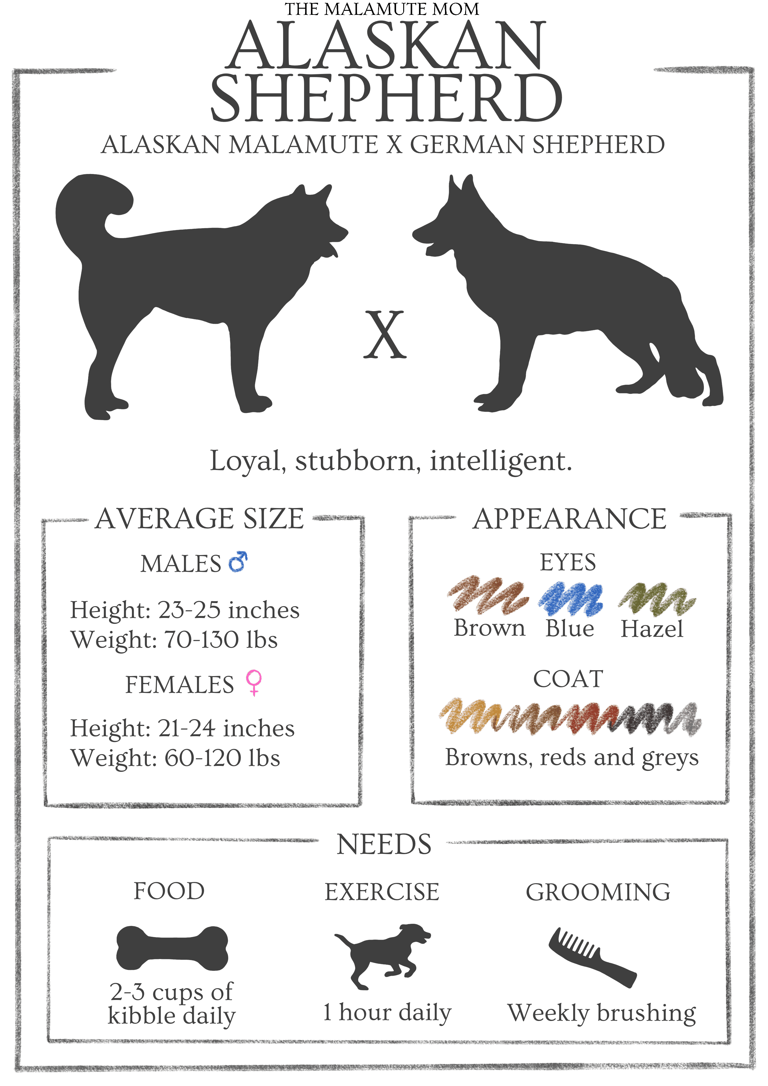 Alaskan Shepherd Breed Info – Alaskan Malamute German Shepherd Mix