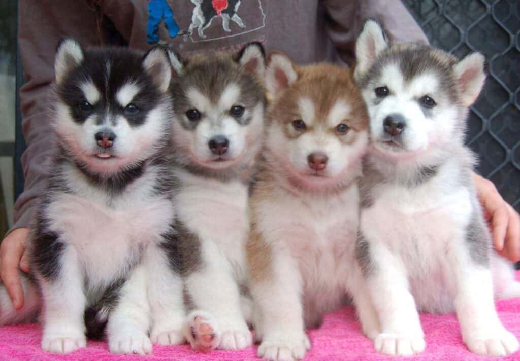 A Complete Guide to Alaskan Malamute Coat Colors 2022 - The Malamute Mom