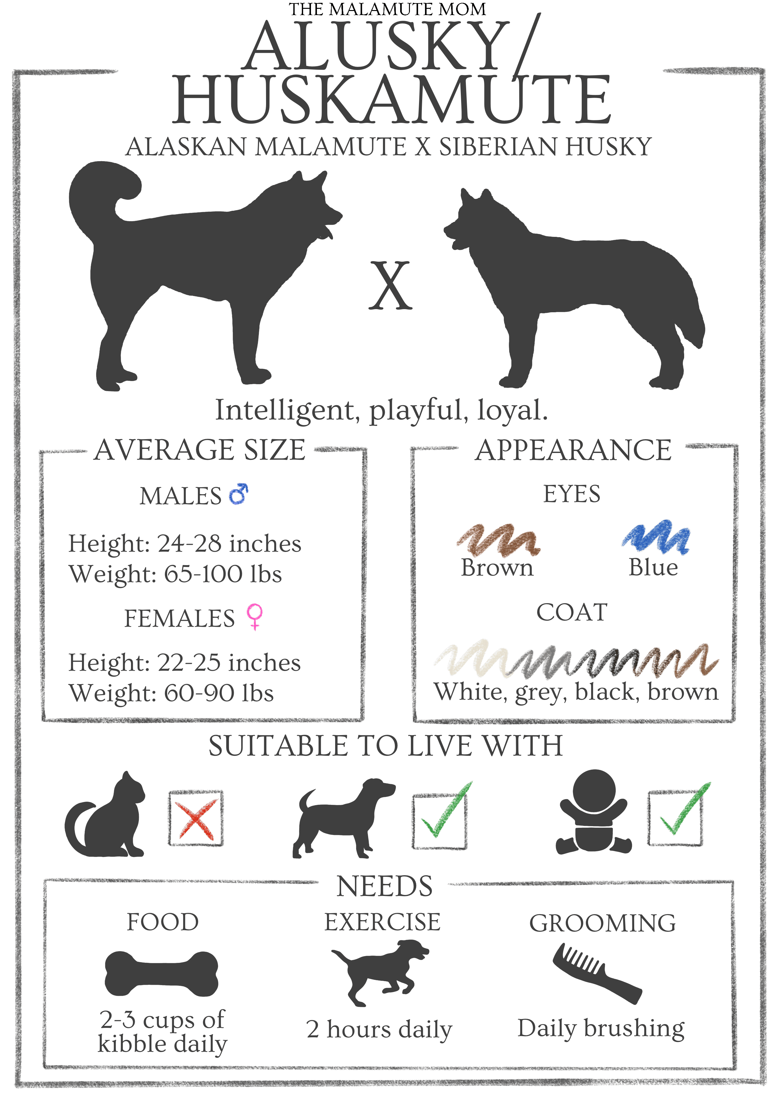 Siberian Husky Fox Mix