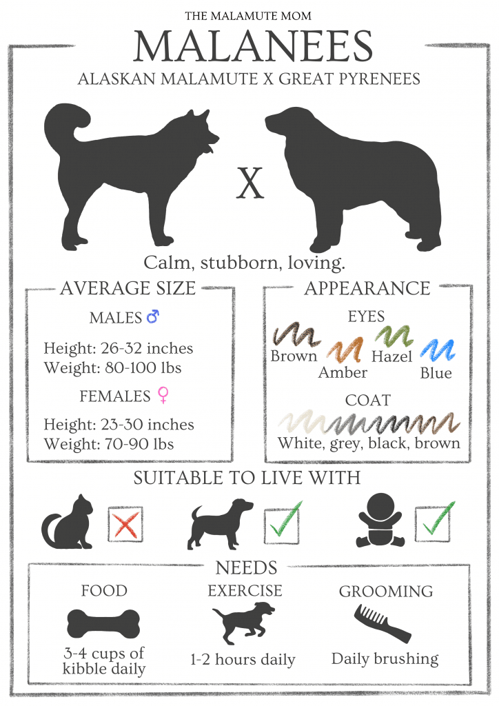 The 5 Best Alaskan Malamute Mixes - The Malamute Mom