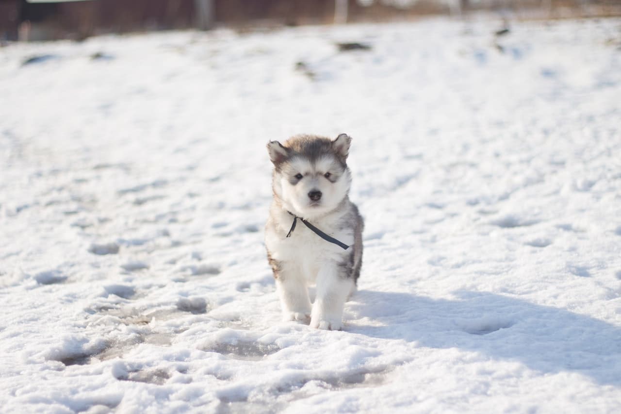 how-to-toilet-train-an-alaskan-malamute-9-tips-for-success