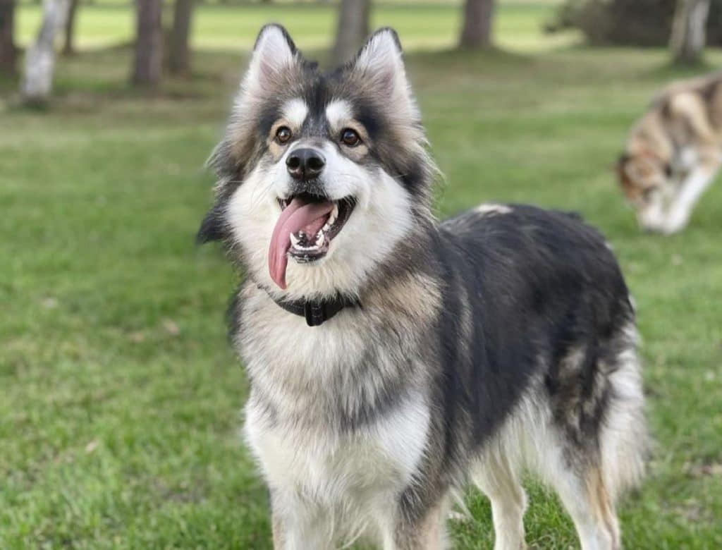 What is a Utonagan? Complete Crossbreed Guide