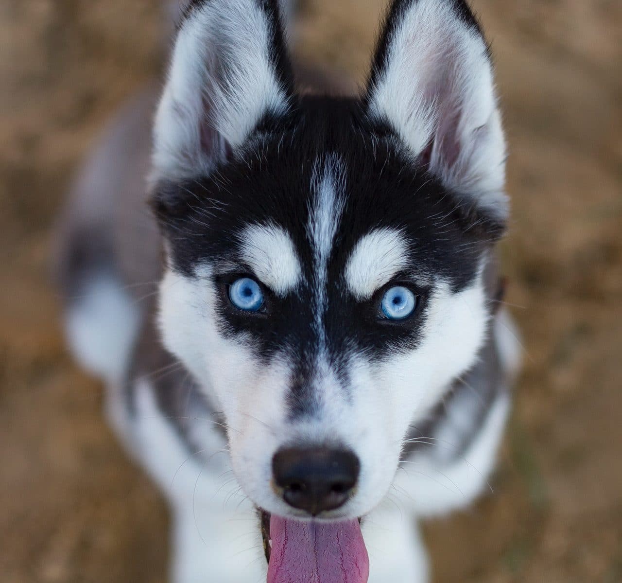Husky Eye Colors: All The Types Fully Explained