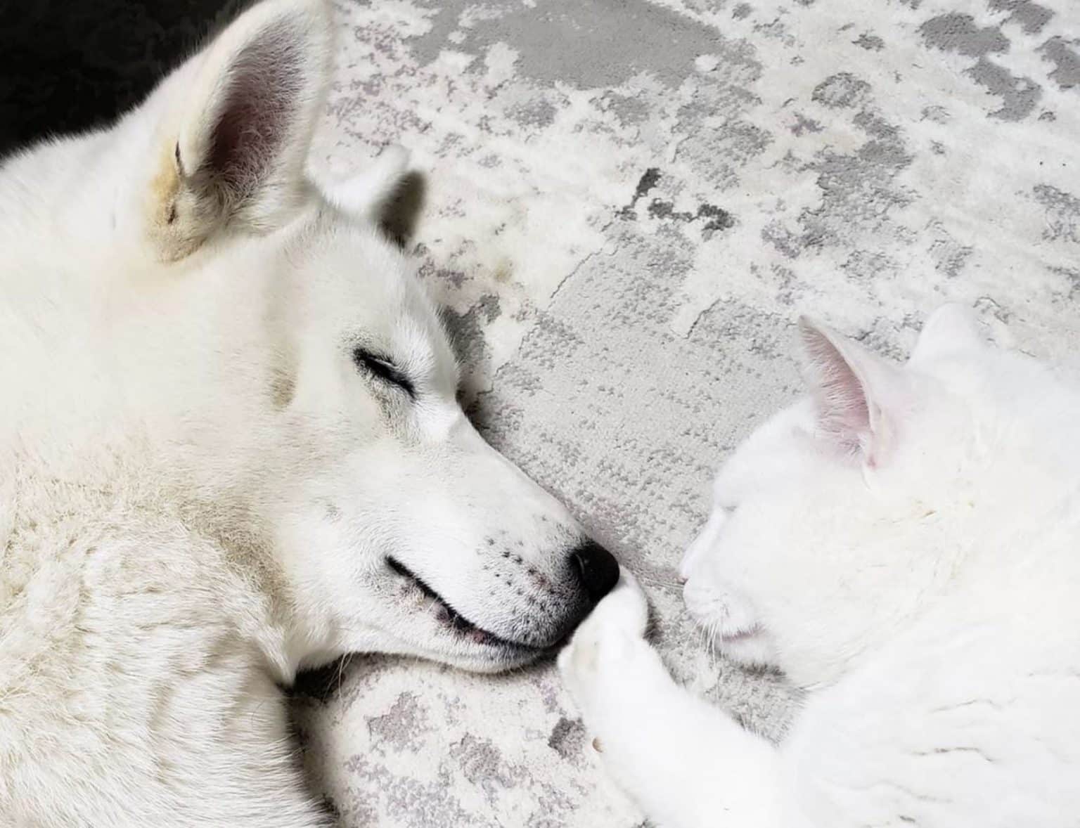 Husky Vision: Complete Guide on Sight and Common Problems