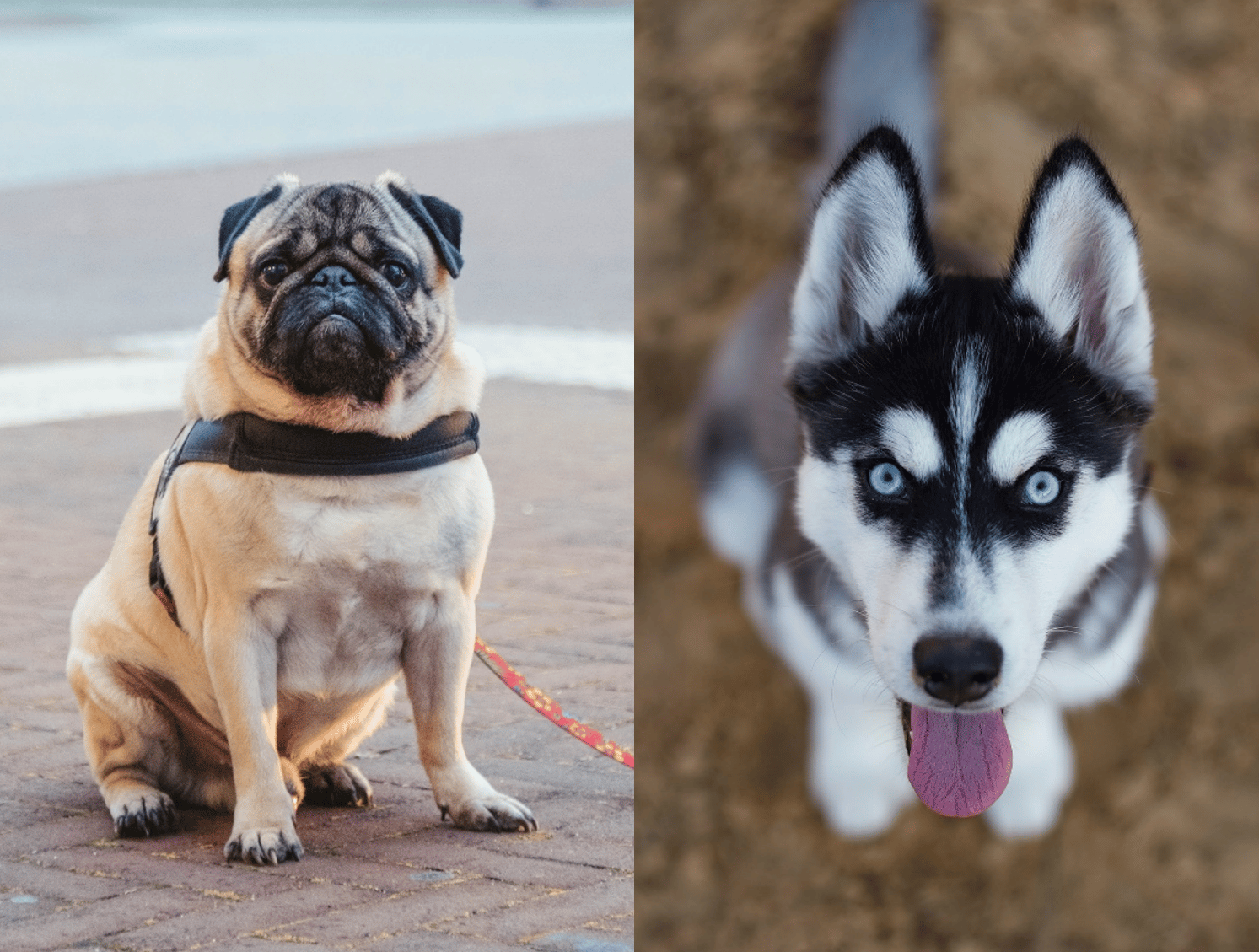 Husky Pug Mix: COMPLETE CROSSBREED GUIDE