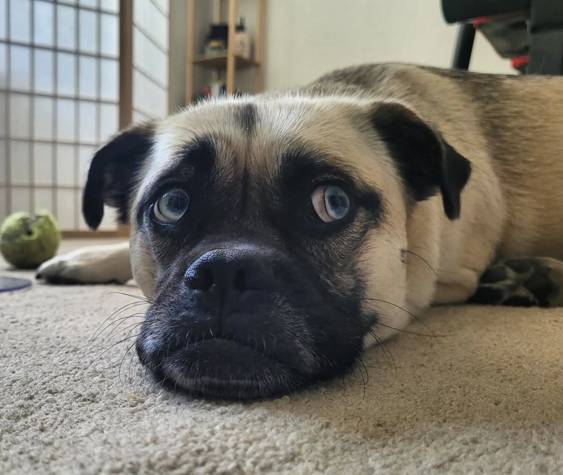 Are Pugs A Cross Breed