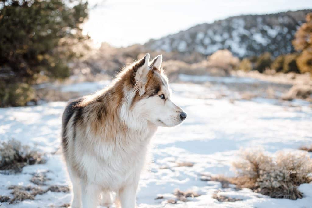 Husky Bite Force: A Complete Guide