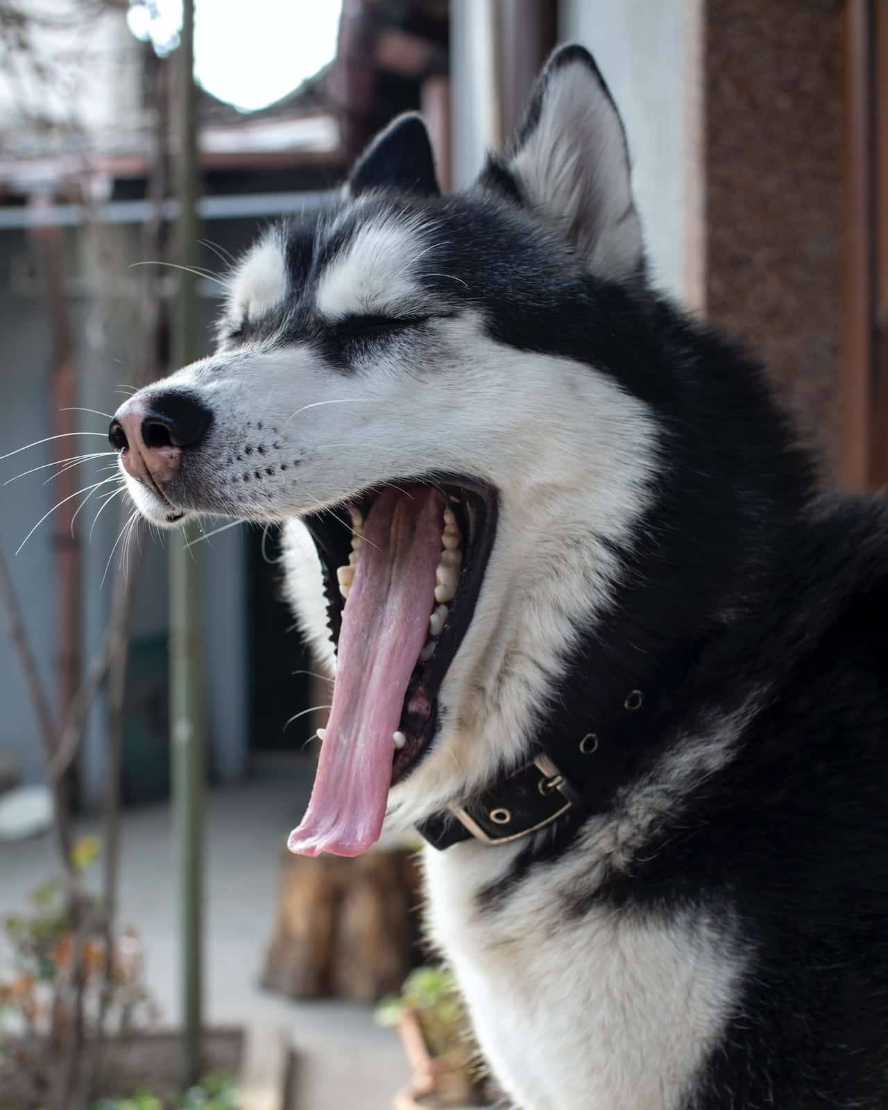 What Does It Mean When My Husky Yawns? 10 Reasons Why!